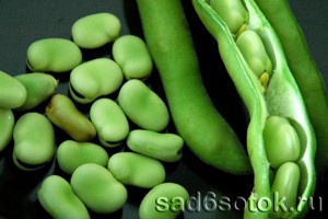 Бобы - выращивание и уход